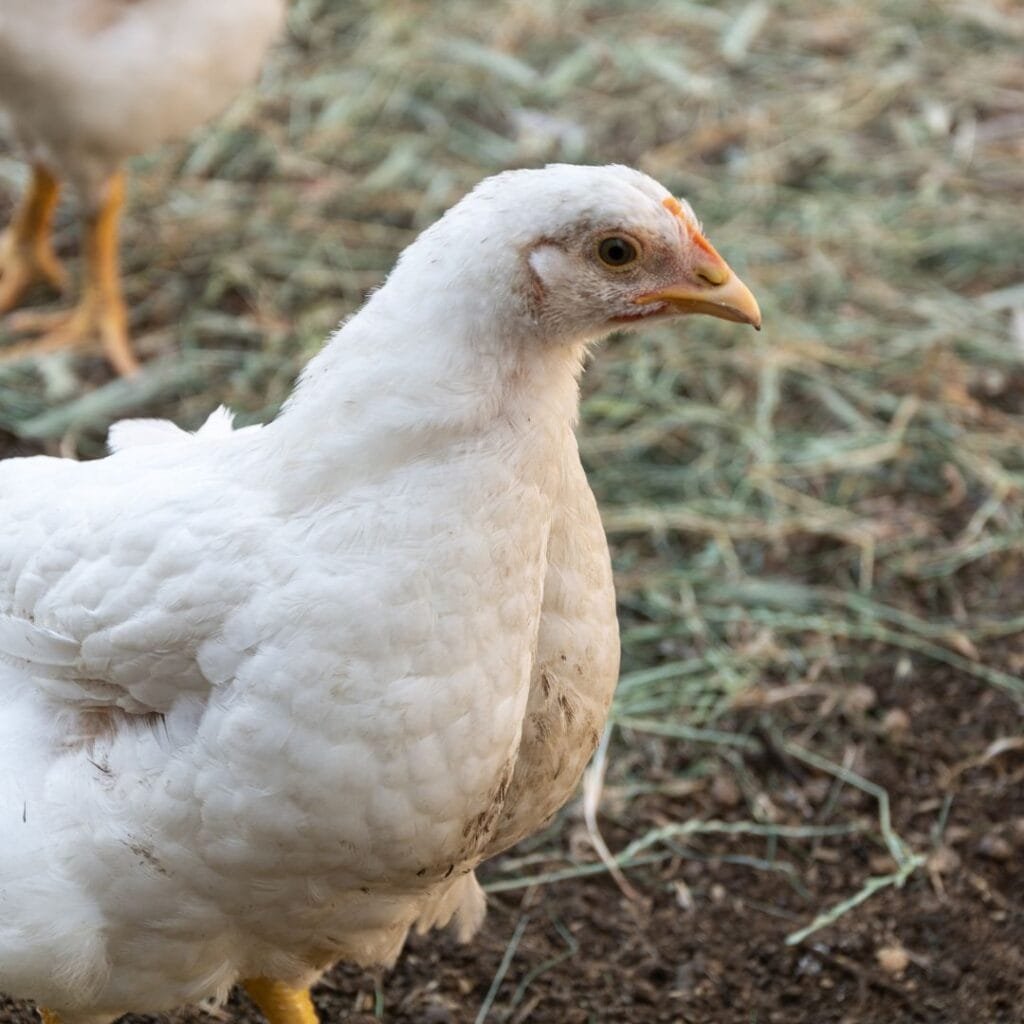 Was ist ein Broiler und wozu werden sie gezüchtet?