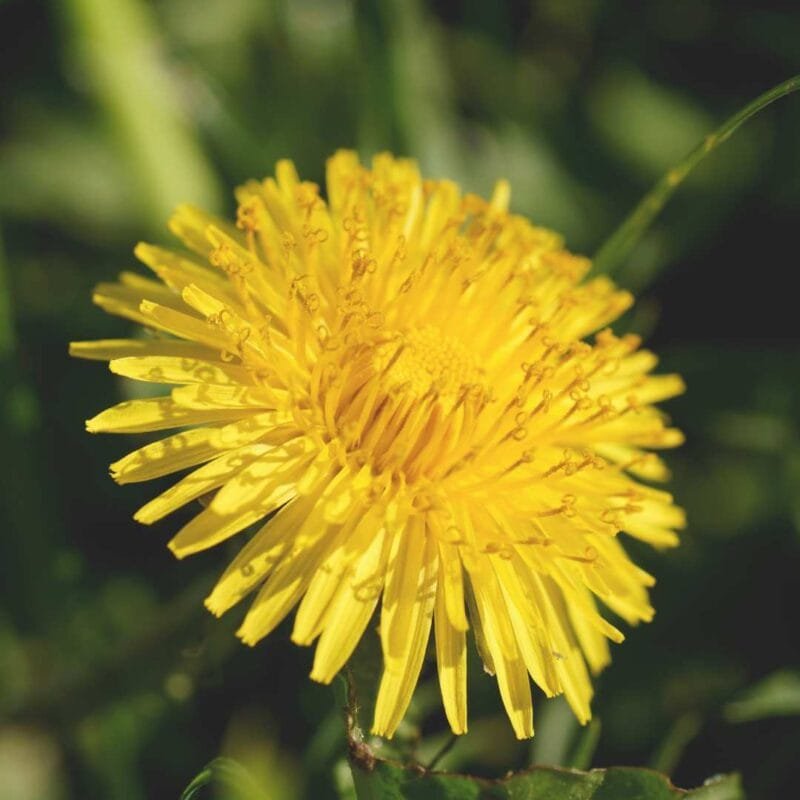 Löwenzahn: Das unterschätzte Superkraut in deinem Garten